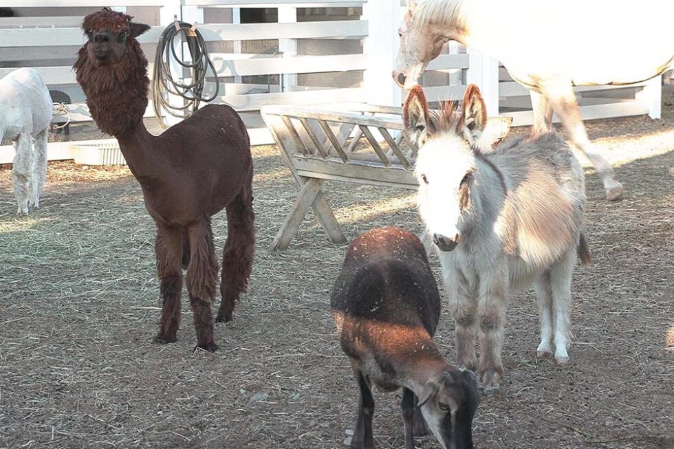 GG's Fun Runch | A Fun Ranch full of Animals for Your Next Event